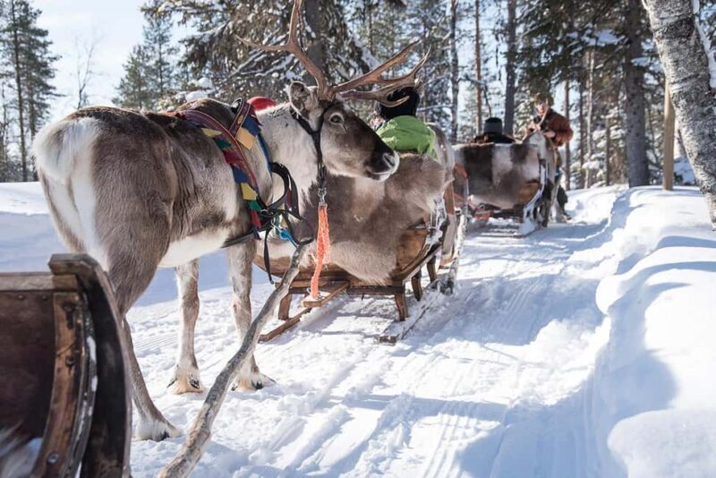 Kuusamo: Reindeer Sleigh Ride in Kujalan Porotila - Who Should Consider This Experience?  