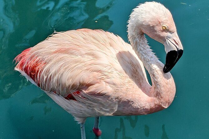 LA Day Trips to Casinos, Palm Springs, San Diego, Santa Barbara - Who Will Love This Tour?