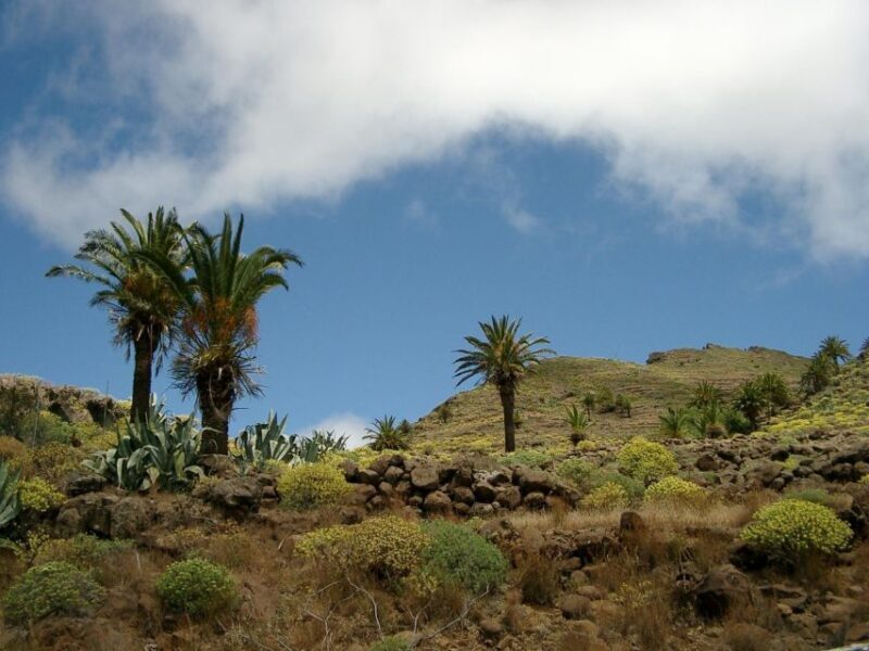 La Gomera: Guided Hiking Tours from Valle Gran Rey - Exploring La Gomera’s Natural Jewels