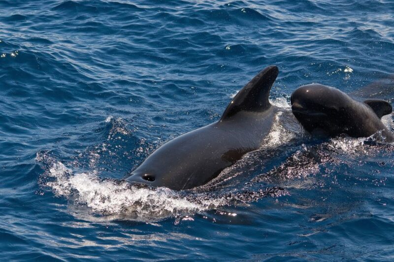 La Gomera: Whale Watching Tour on an Dynamic Boat - Frequently Asked Questions