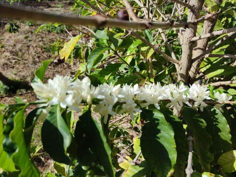 La Herradura Coffee Farm: tour in Europe's only plantation - FAQ