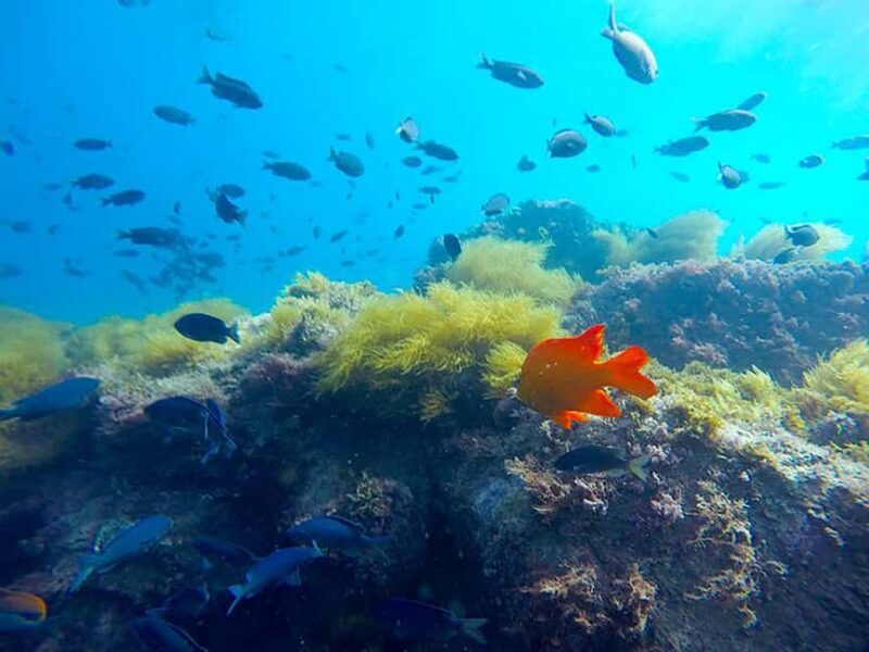 La Jolla: Full-Day Snorkel Gear Rental with Wetsuit Option - Discovering La Jolla’s Underwater World  