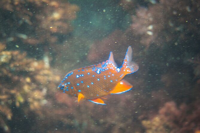 La Jolla Kayak and Snorkel Tour - Who Will Love This Tour?