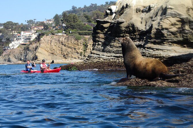La Jolla Kayak and Snorkel Tour - Final Thoughts