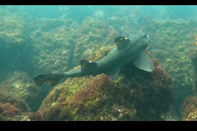 La Jolla Snorkel with the Leopard Sharks - Introduction: What to Expect from La Jolla’s Snorkeling Adventure