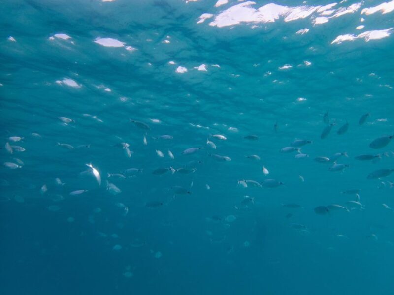 La Maddalena: afternoon snorkeling tour from Porto Pollo - Who Will Love This Experience?