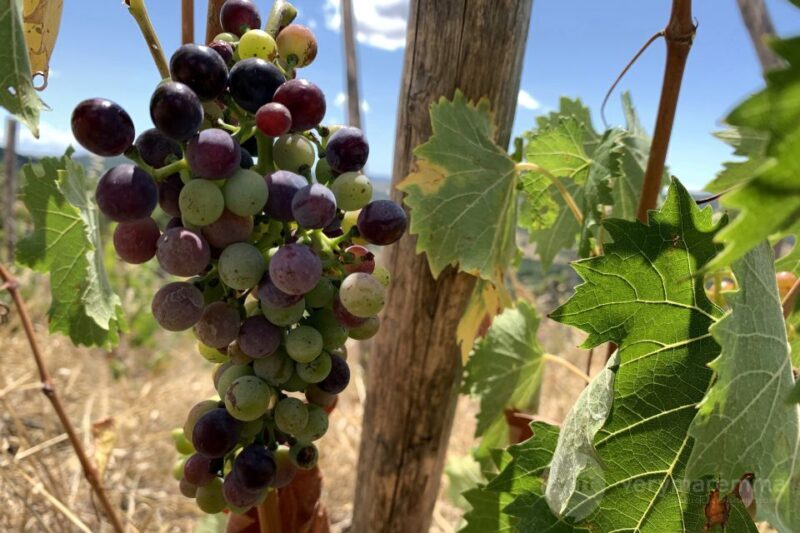 La Maliosa Farm Experience & Wine Tasting - Key Points