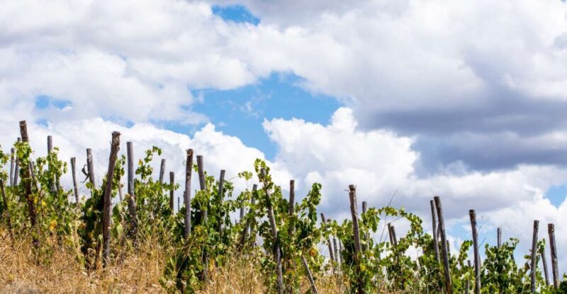 La Maliosa Farm Experience & Wine Tasting - A Well-Balanced Experience for Curious Travelers