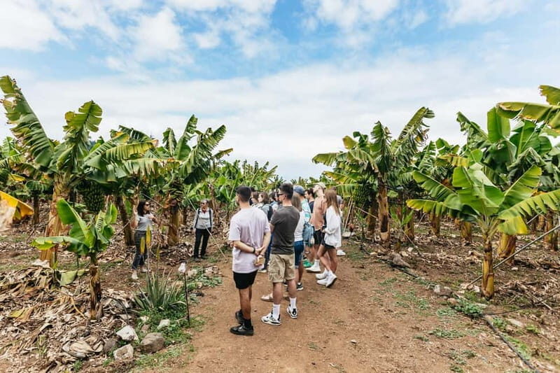 La Orotava: Eco Banana Plantation Tour with Banana Liquor - La Orotava: Eco Banana Plantation Tour with Banana Liquor — A Sweet and Sustainable Experience