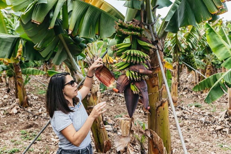 La Orotava: Eco Banana Plantation Tour with Banana Liquor - Key Points