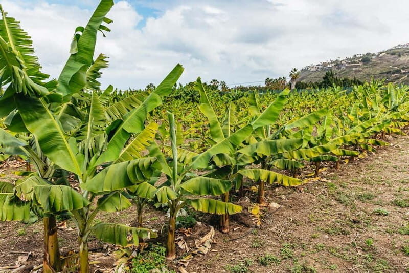 La Orotava: Eco Banana Plantation Tour with Banana Liquor - Who Should Consider This Tour