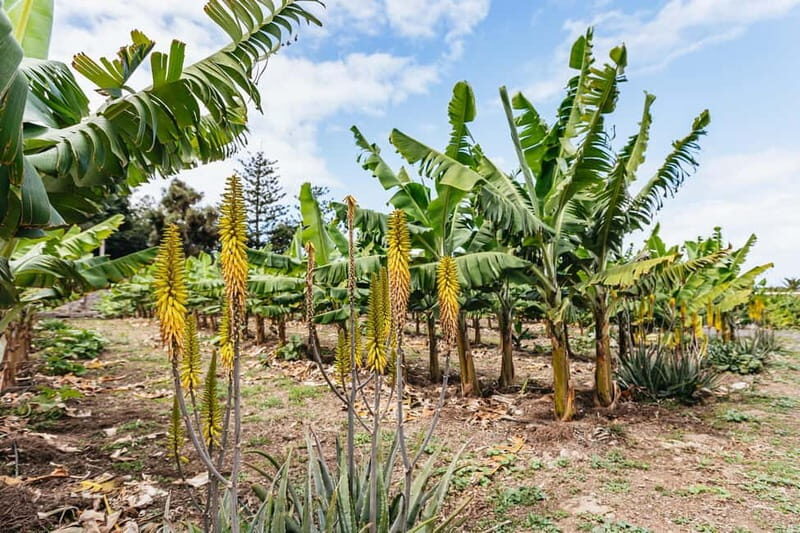 La Orotava: Eco Banana Plantation Tour with Banana Liquor - The Sum Up