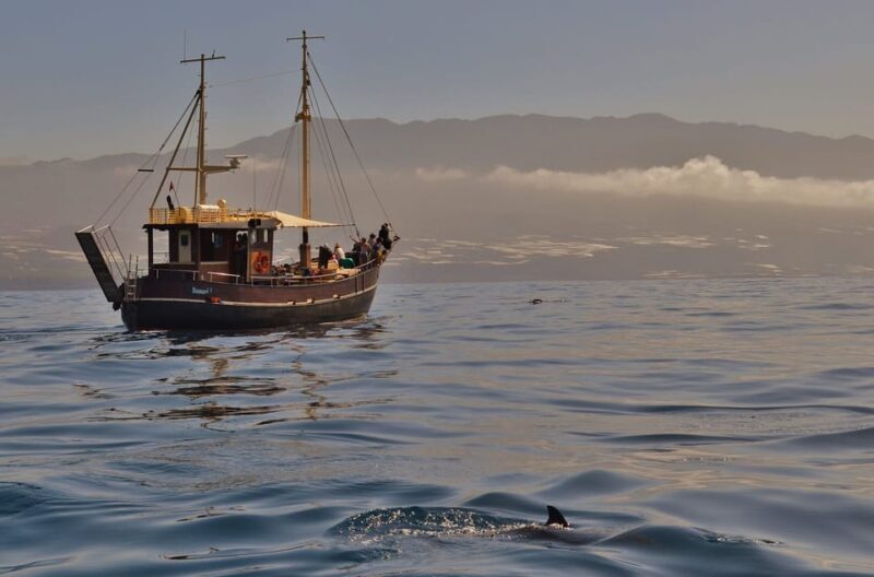 La Palma: 4-Hour Coastline Cruise with Tapas and Barbecue - An Overview of the Experience