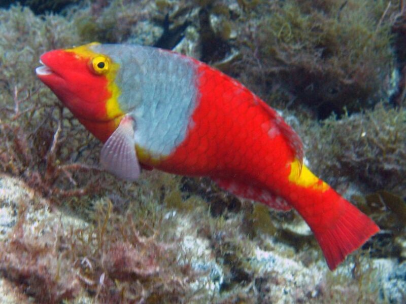 La Palma: Atlantic Snorkeling Tour with Full Gear Rental - Why This Tour Works Well