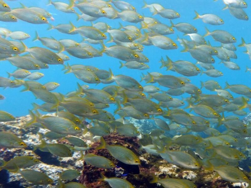 La Palma: Atlantic Snorkeling Tour with Full Gear Rental - Analyzing the Price and Overall Value