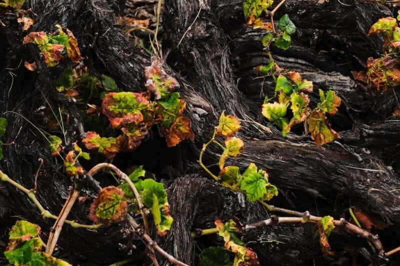 La Palma: Bodegas Teneguia Winery Tour with Wine Tasting - What to Expect from the Winery Tour  