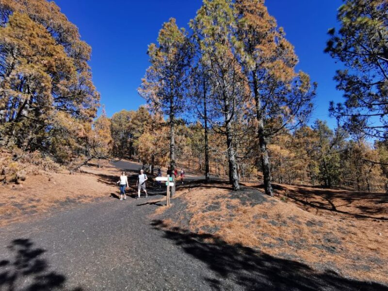 La Palma: Guided Tour to Tajogaite Volcano with Transfer - Who Will Benefit Most?