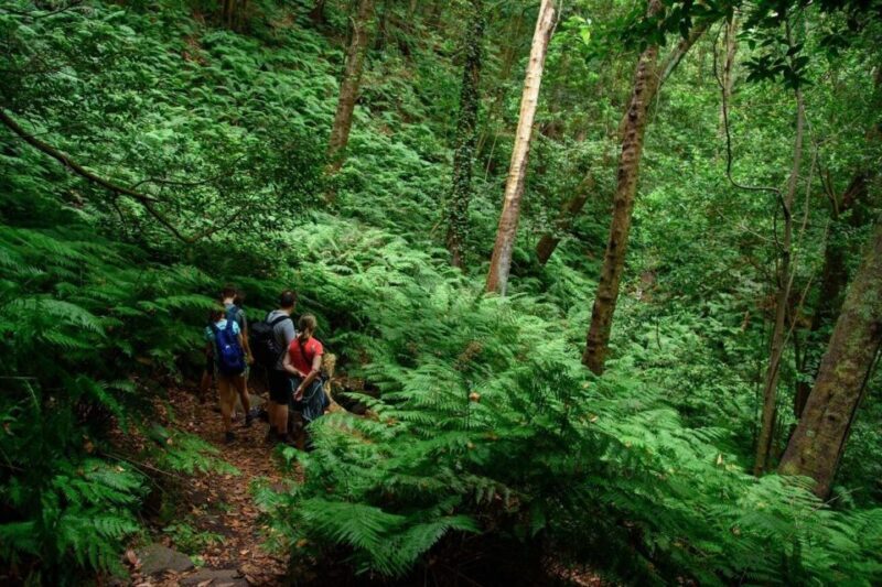 La Palma: Guided Trekking Tour To Cubo de la Galga - The Sum Up