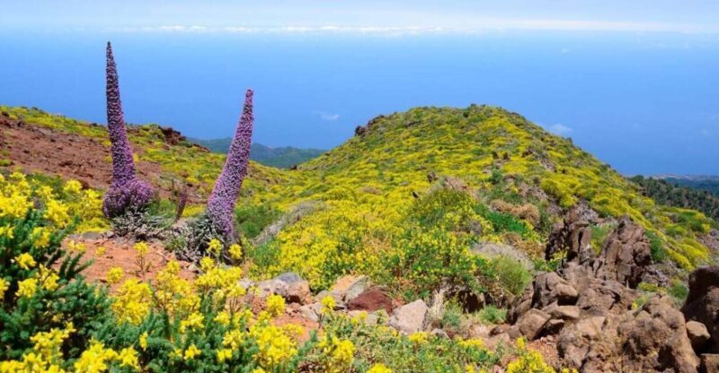 La Palma: Guided Trekking Tour to El Roque de los Muchachos - Overview of the Trekking Tour to El Roque de los Muchachos