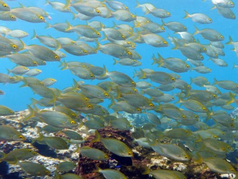 La Palma: SSI Try Scuba Program - Key Points