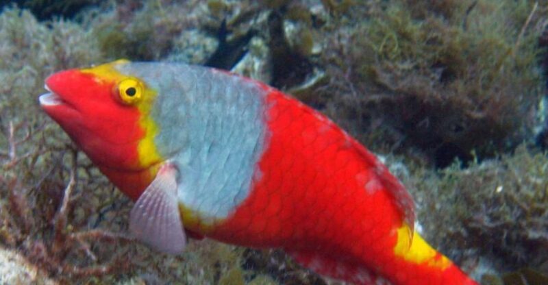 La Palma: SSI Try Scuba Program - Practical Details and Tips