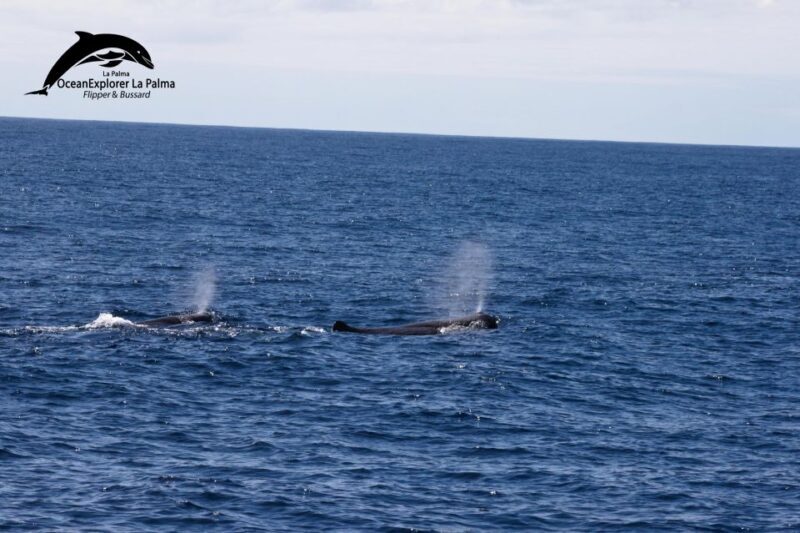 La Palma: Whale Watching Experience and Coastal Highlights - Practical Details and Tips