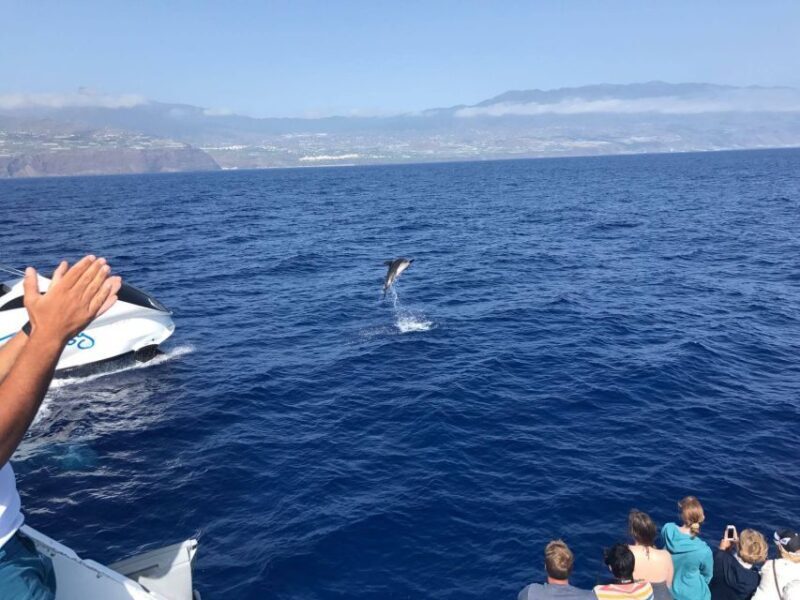 La Palma: Wildlife Viewing and Cumbre Vieja Boat Tour - A Detailed Look at the La Palma: Wildlife Viewing and Cumbre Vieja Boat Tour