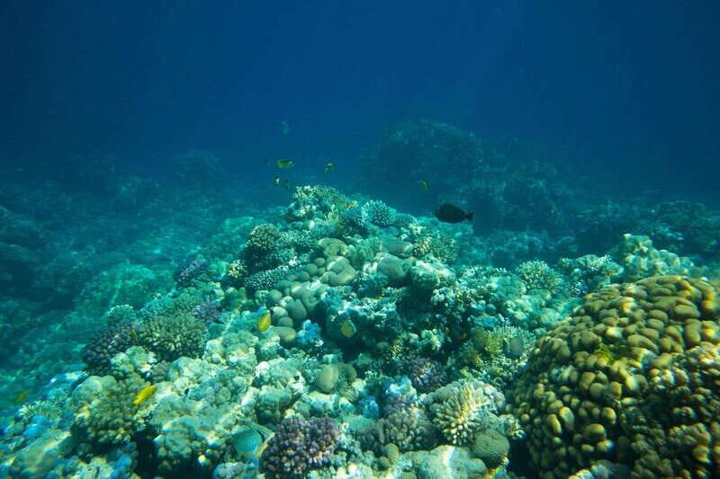 La Paz: Coral Farm Snorkel Tour - Key Points