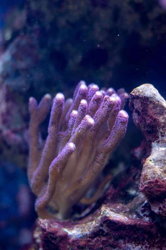 La Paz: Coral Farm Snorkel Tour - FAQ