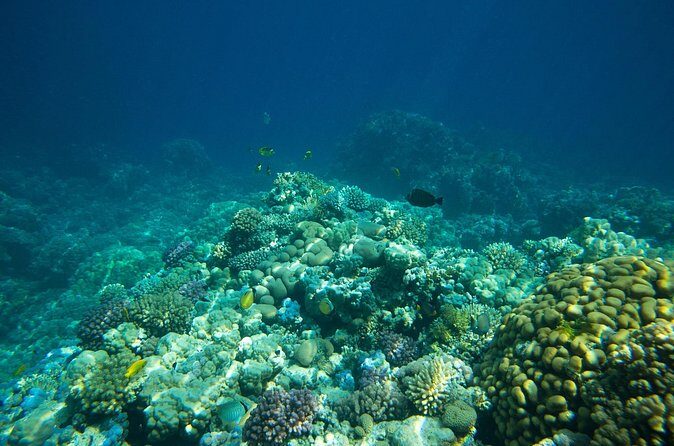 La Paz: Coral Farm Snorkel Tour - Authentic Experiences from Reviewers