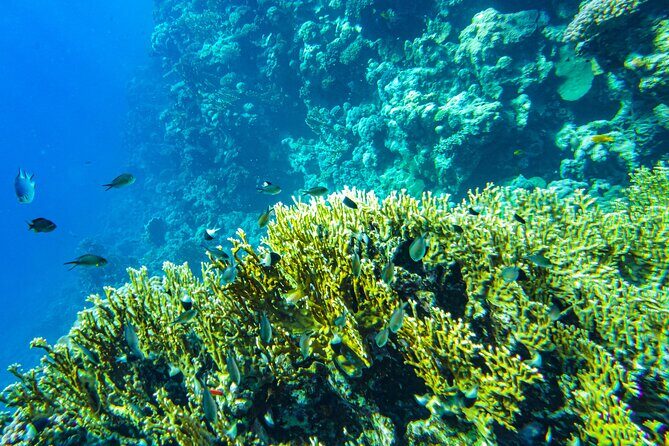 La Paz: Coral Farm Snorkel Tour - FAQs