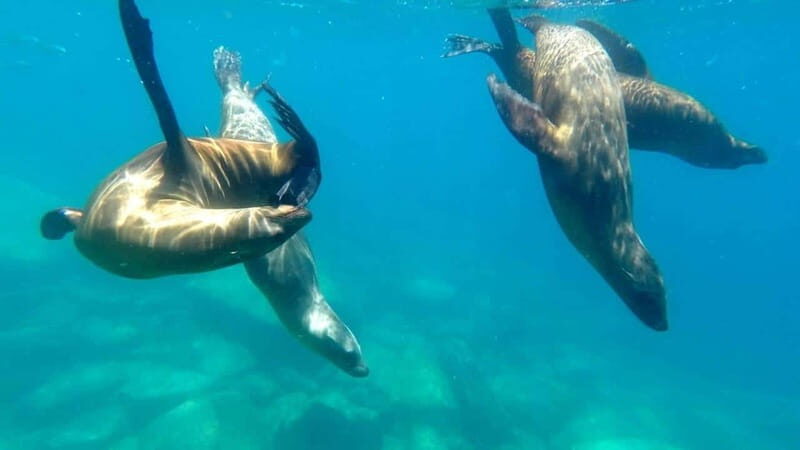 La Paz: Day Cruise & Snorkelling (w/sea lions) Food & Drinks - Final Thoughts