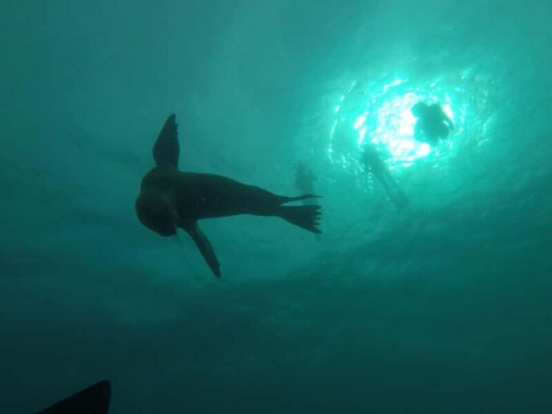 La Paz: Espíritu Santo Island Snorkeling Tour with Lunch - Who Should Consider This Tour?
