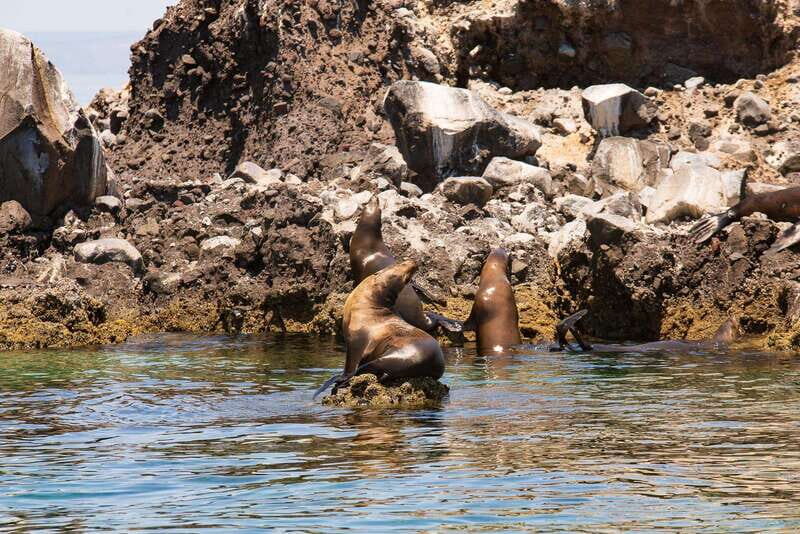 La Paz: Espiritu Santo Island Tour - Cost and Value Analysis