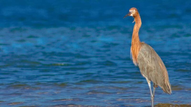 La Paz: Mangrove Adventure, Snorkeling and Shellfish Tasting - Who Will Love This Experience?