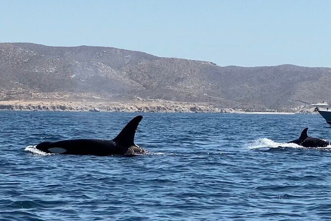 La Paz Mexico Sunset Cruise with Local Guides : small group - Who Would Love This Tour?