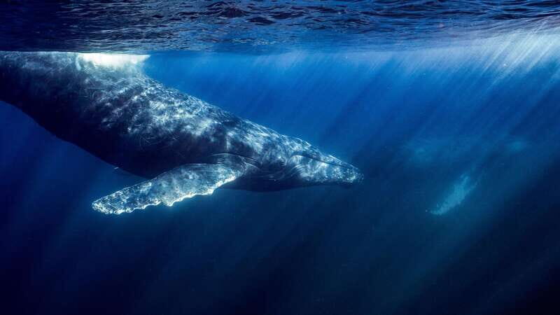 La Paz or La Ventana: Ocean Safari - The Practical Details