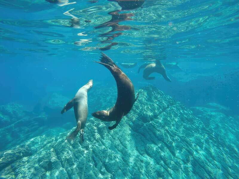 La Paz: Sea Lion Snorkeling at Espirtu Santo Island - Introduction