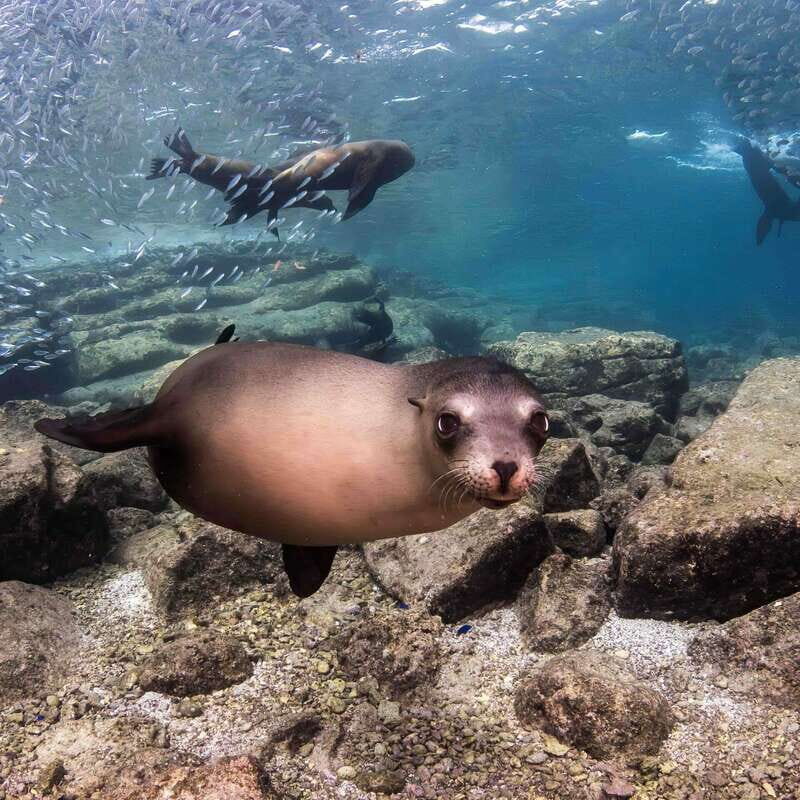 La Paz: Sea Lion Snorkeling at Espirtu Santo Island - The Experience: What Reviewers Say
