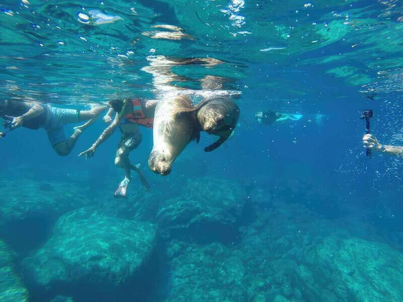 La Paz: Sea Lion Snorkeling at Espirtu Santo Island - Why Choose This Tour?