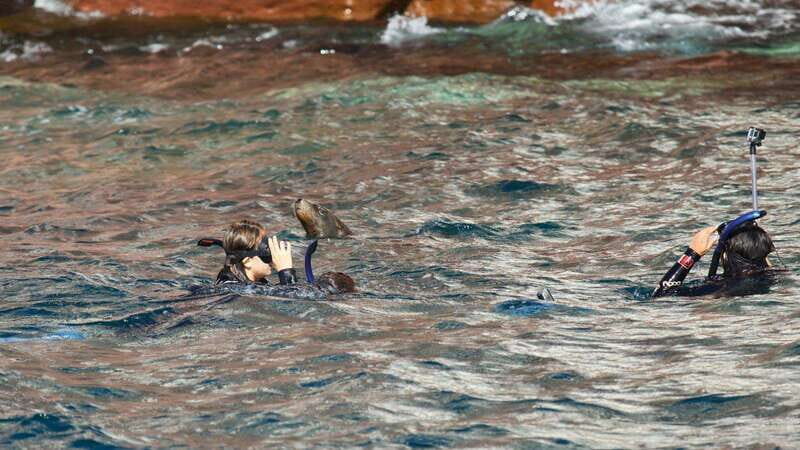 La Paz: Sea Lions & Mega-Paddleboard Tour in Espiritu Santo - An In-Depth Look at the Tour Experience