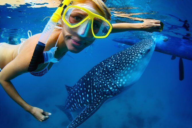 La Paz Whale Shark Snorkeling Tour and Lunch From Los Cabos - What You Can Expect from the La Paz Whale Shark Tour