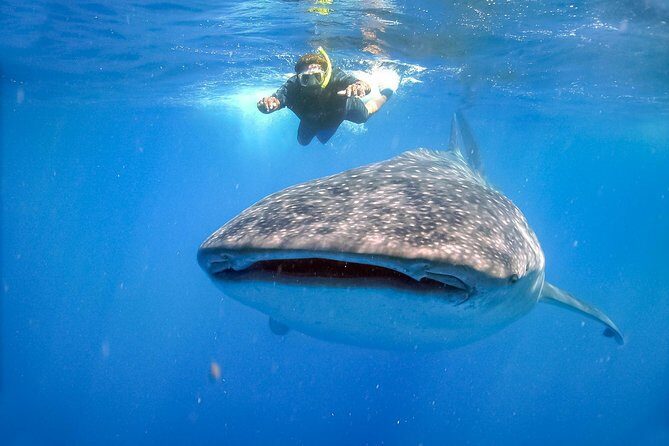 La Paz Whale Shark Snorkeling Tour and Lunch From Los Cabos - Final Thoughts: Is This Tour Worth It?