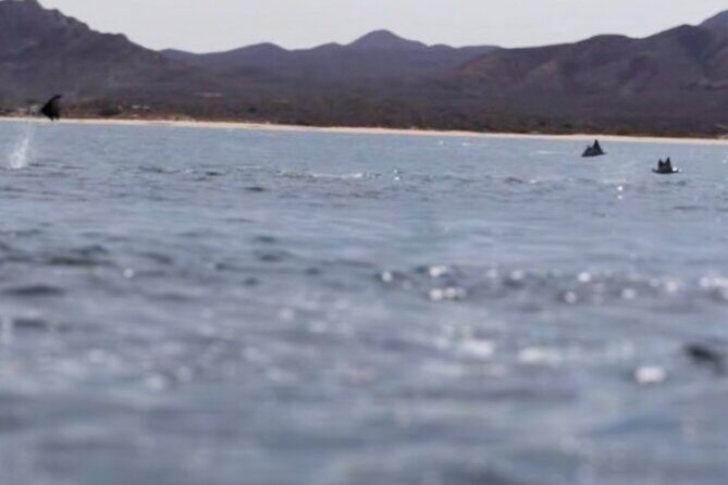 La Paz Wildlife Ocean Safari & Beach Club Leisure in La Ventana