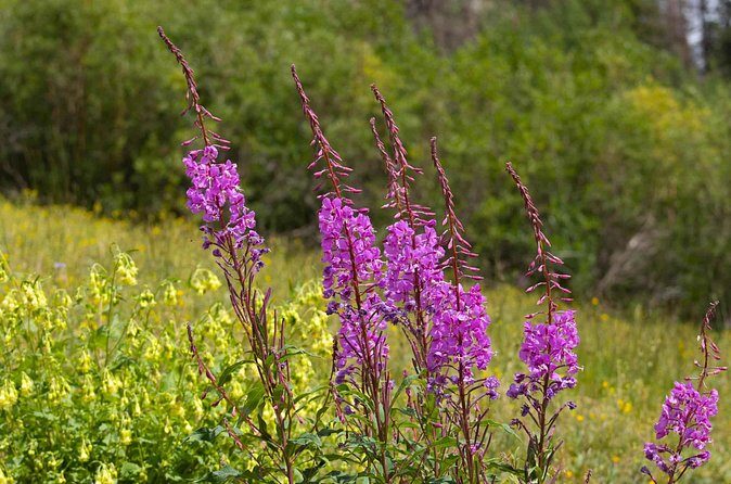 La Plata Canyon Jeep Tour in Colorado - Who Will Love This Tour?