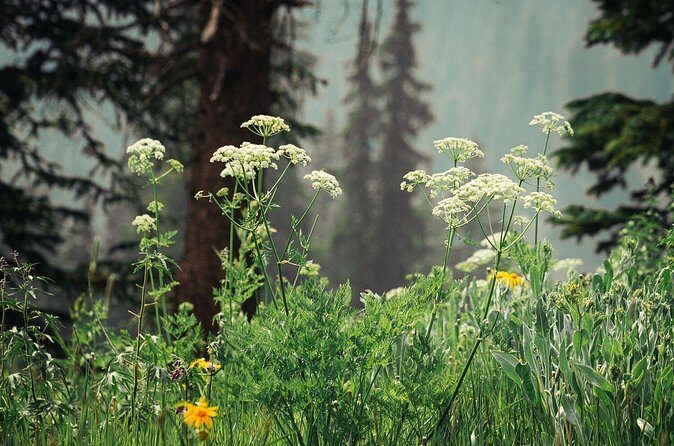 La Plata Canyon Jeep Tour in Colorado - The Sum Up