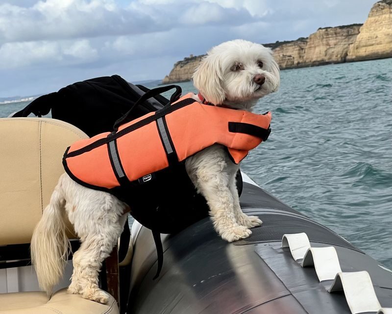 Lagoa: Benagil Caves & Praia da Marinha with biologist guide - Key Points