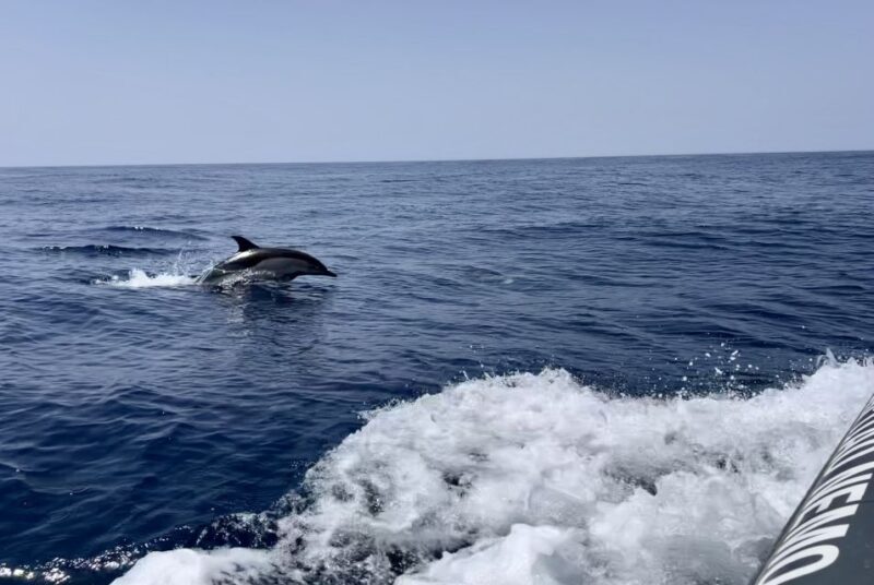 Lagoa: Dolphin Watching & Benagil Tour with Biologist Guide - An Honest Look at the Tour Experience