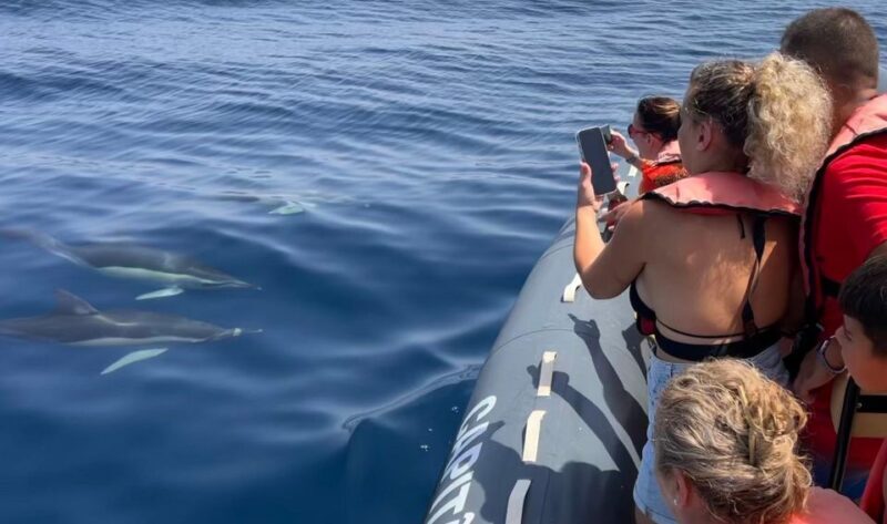 Lagoa: Dolphins Expedition with biologist guide on board - Final Thoughts