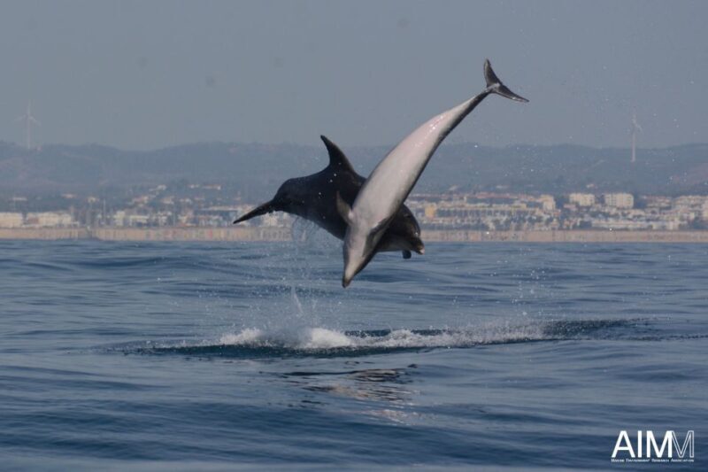 Lagoa: Dolphins Expedition with biologist guide on board - Frequently Asked Questions (FAQs)